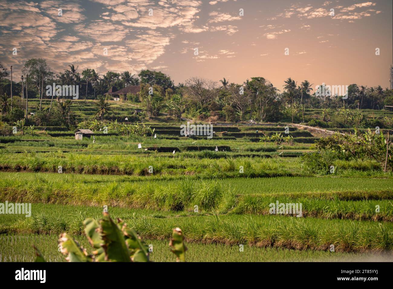 Balinese sunrise: Young rice terraces in the calm morning light of ...