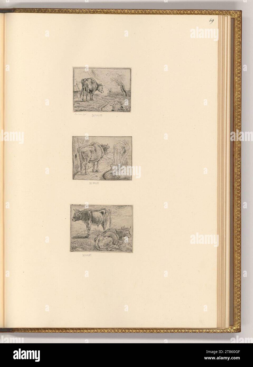 Jan Jansz. den Uyl (II) (II) Bovine. etching 1620-1640 , 1620/1640 ...