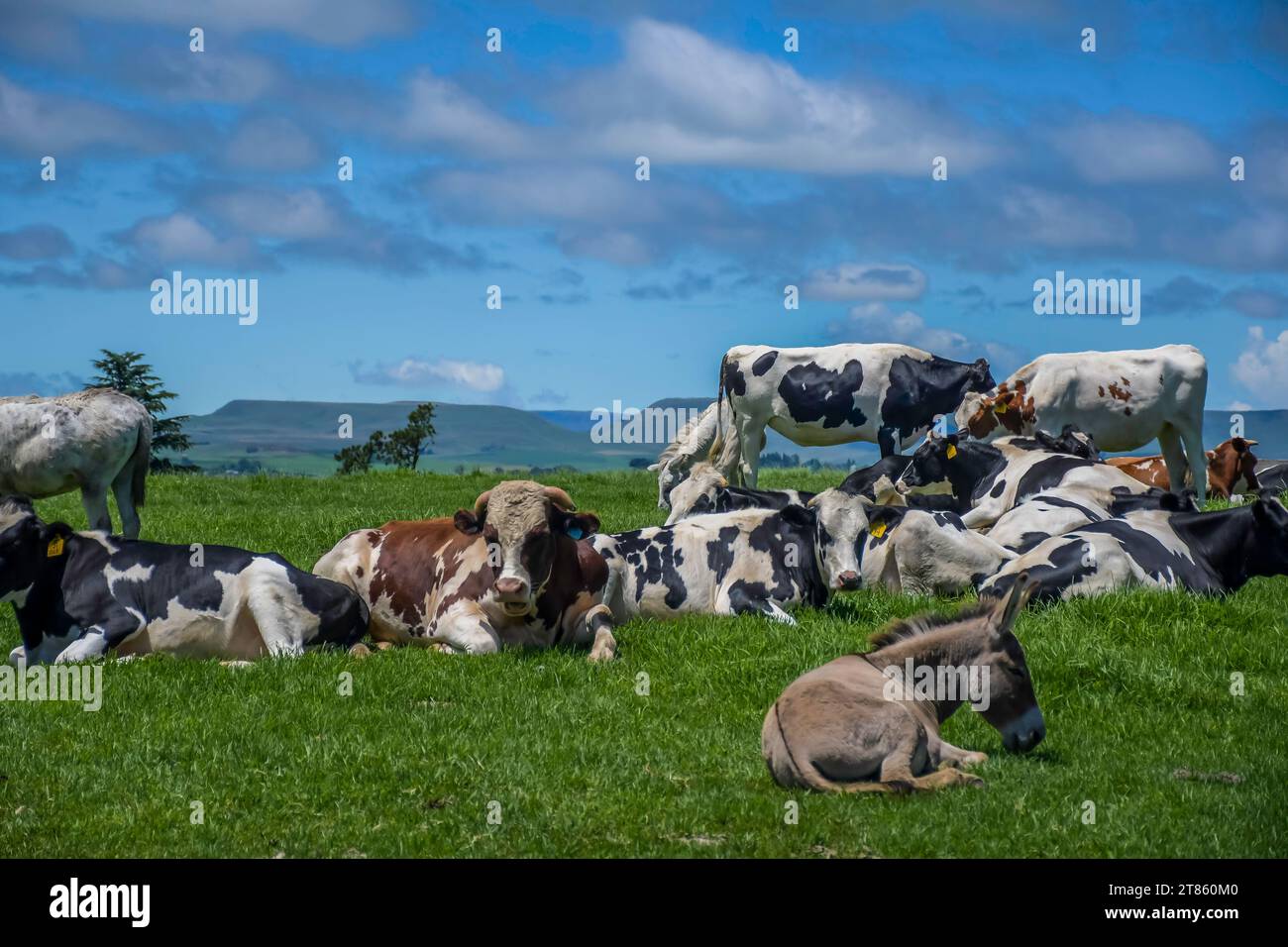 Farm animal agriculture in countryside midlands south africa Stock ...