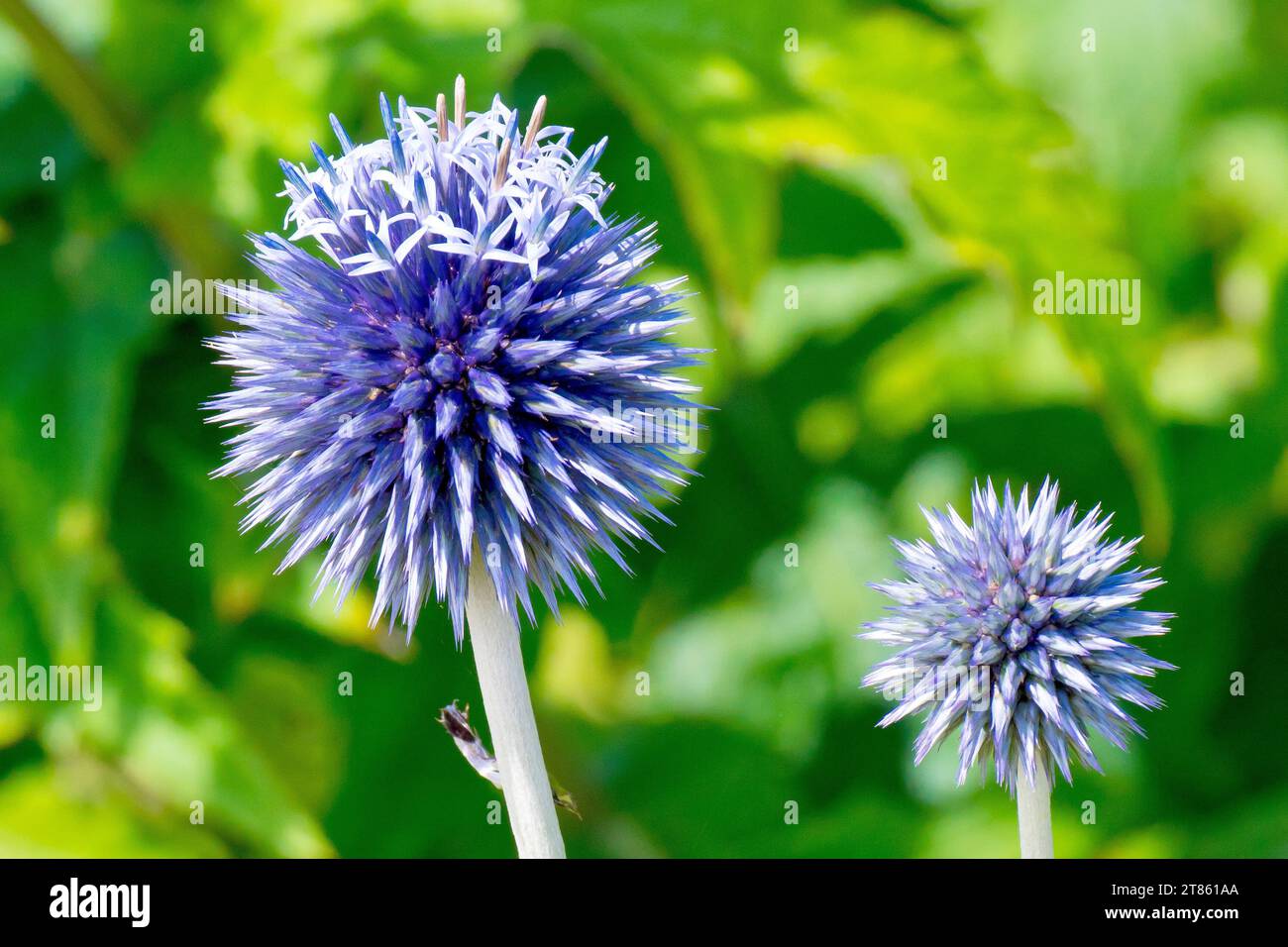 Plant blue thistle hi-res stock photography and images - Alamy