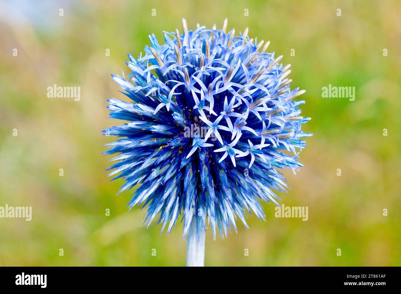 Blue Globe-thistle (echinops, possibly bannaticus), close up of the ...