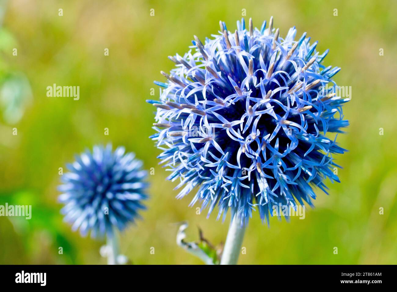 Blue Globe-thistle (echinops, possibly bannaticus), close up of the ...