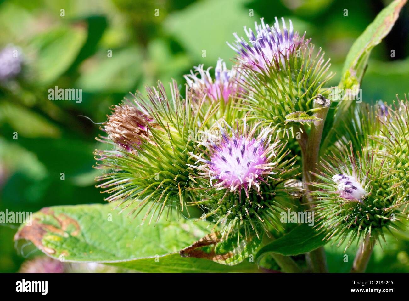 Lesser Burdock (arctium minus), close up showing the pink flowerheads ...