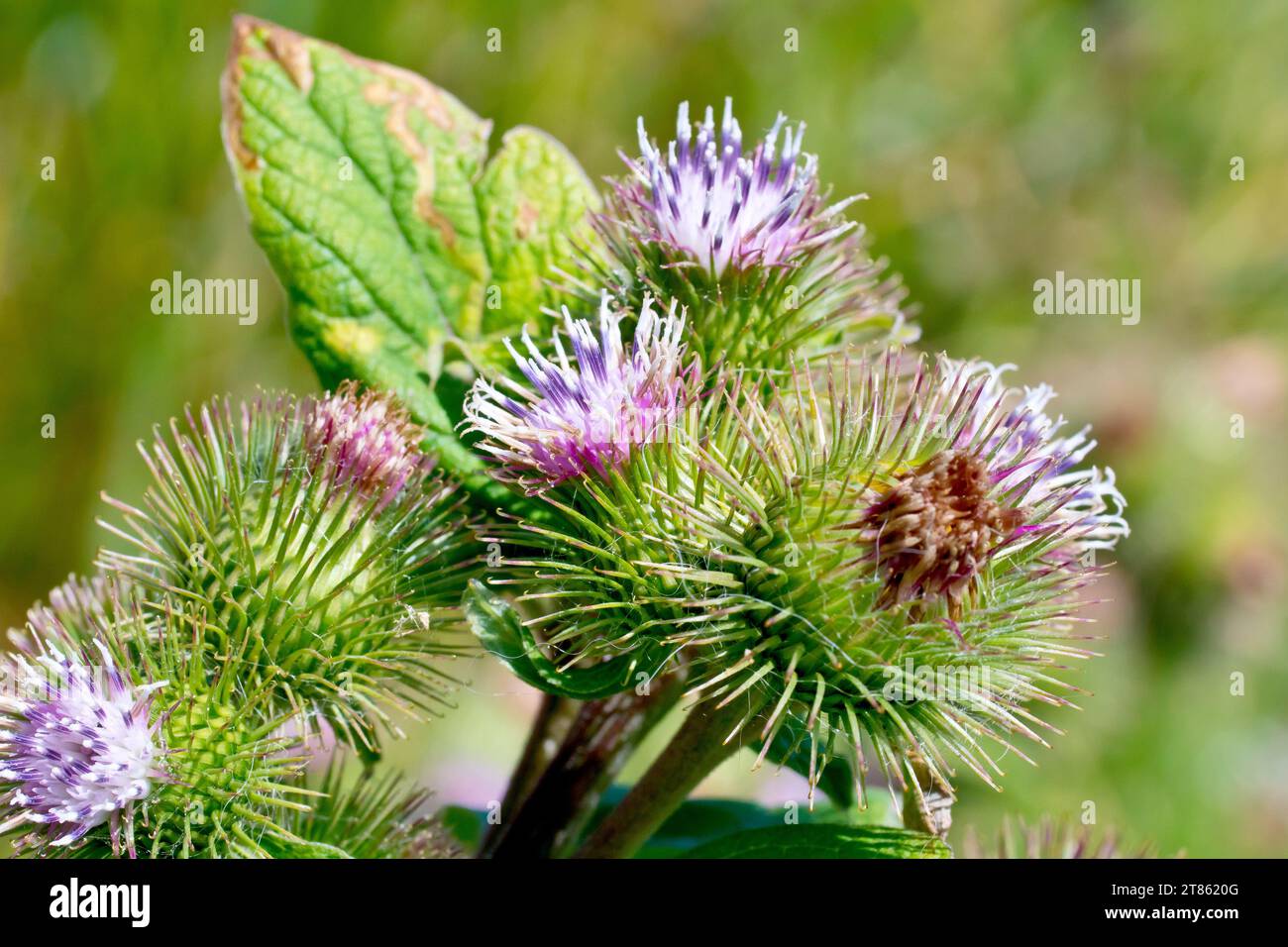 Lesser Burdock (arctium minus), close up showing the pink flowerheads ...