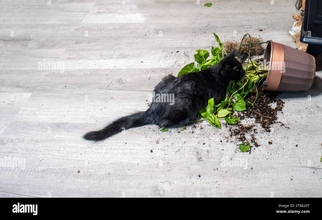 Fiesty cat hi-res stock photography and images - Alamy