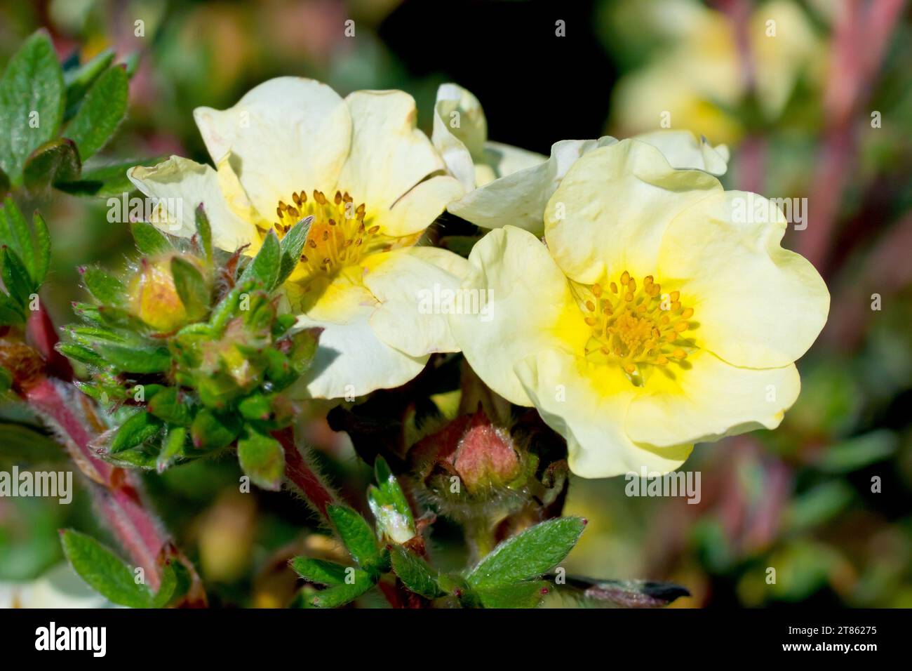Shrubby Cinquefoil (potentilla fruticosa), close up showing the pale ...