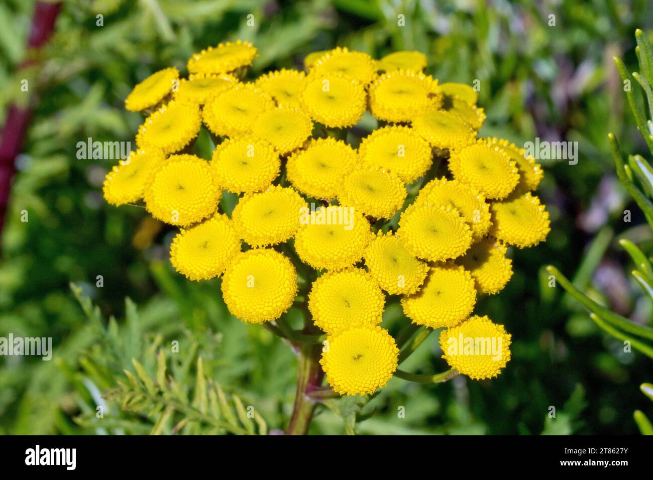 Multitude of flowers hi-res stock photography and images - Alamy