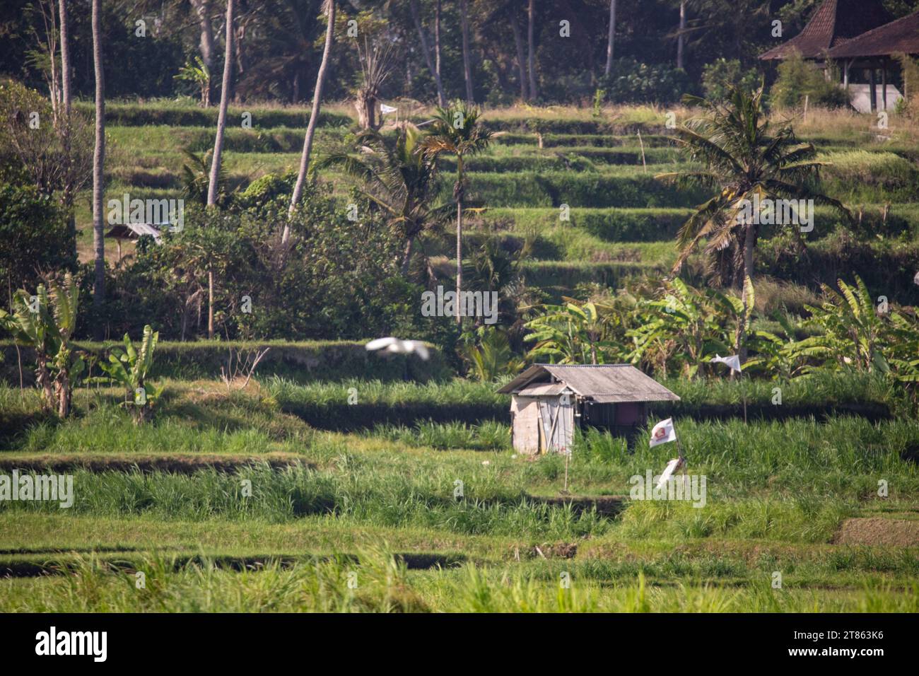 Balinese sunrise: Young rice terraces in the calm morning light of ...