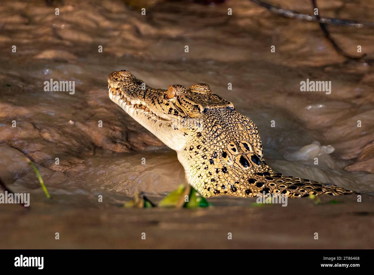 Borneo crocodile, Crocodylus raninus, emerges on the banks of a muddy ...
