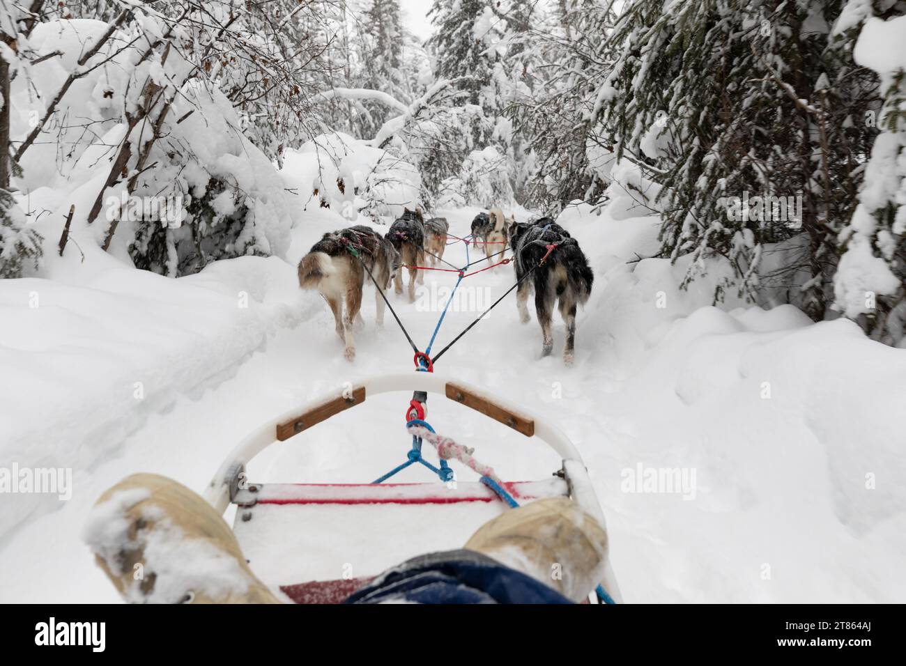 Team of huskies pulls dog sled though white winter trail with trees ...