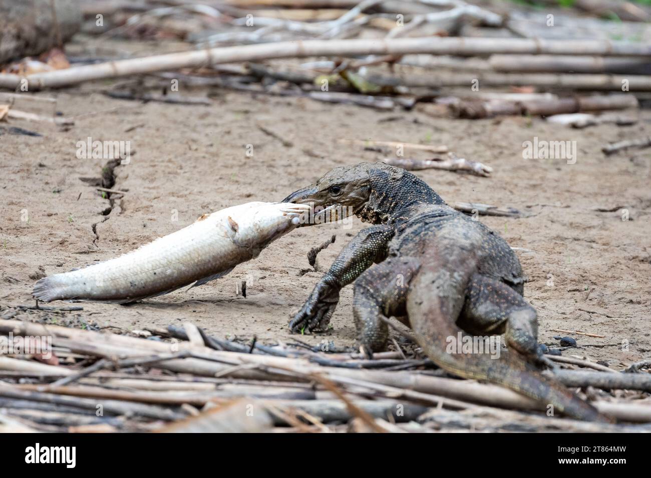 Monitor lizard, Lanthanotus borneensis, carries the carcass of a large ...