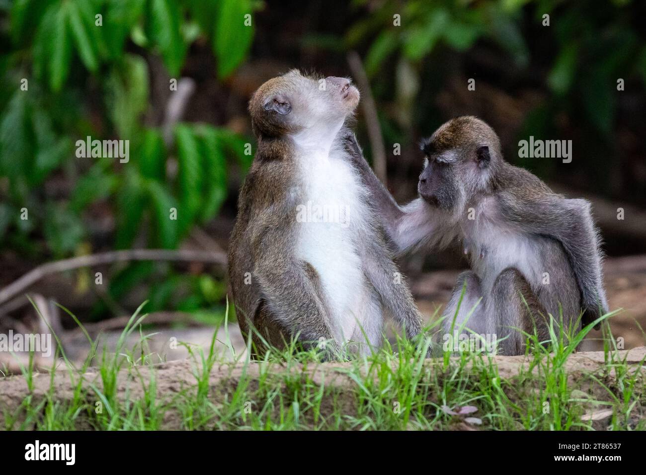 Gray macaque monkeys, Macaca fascicularis, grooming each other on the ...