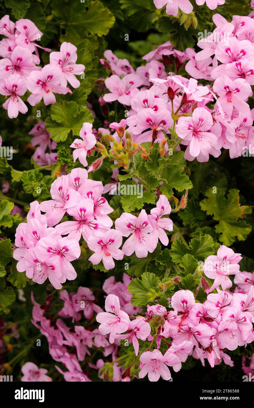 Pelargonium [Royal Botanic Gardens Kew] Stock Photo - Alamy