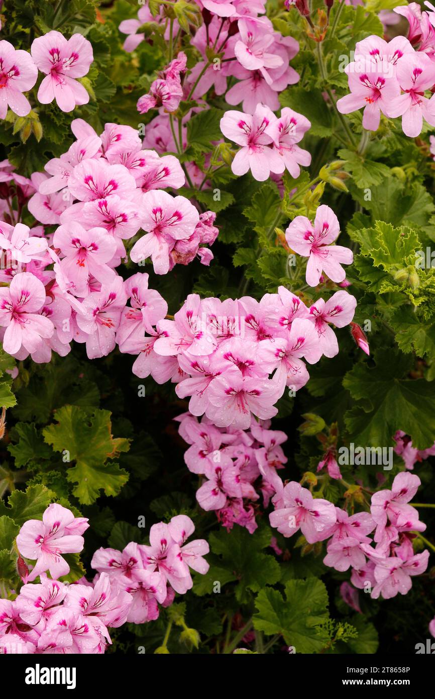 Pelargonium [Royal Botanic Gardens Kew] Stock Photo - Alamy