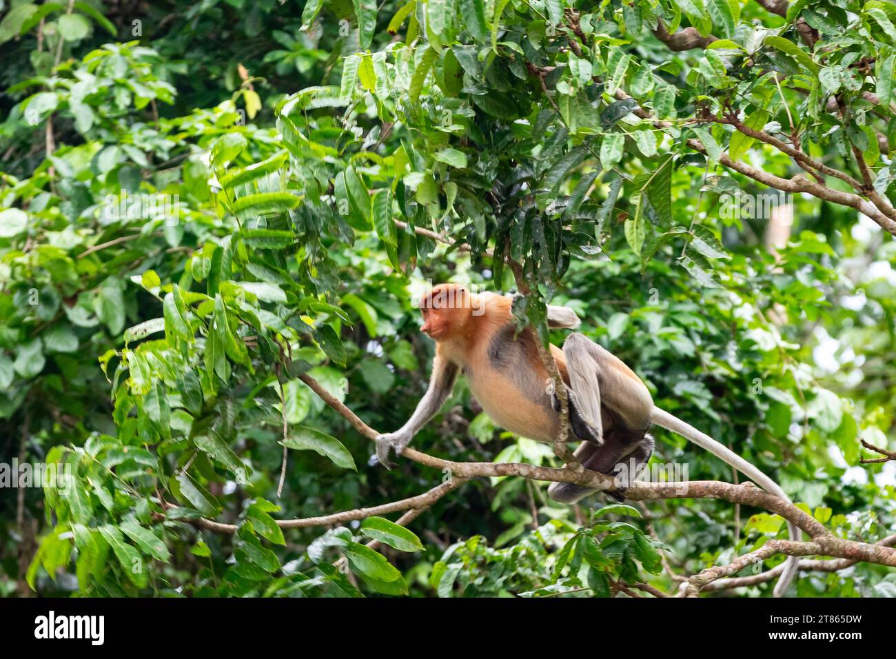 Female proboscis monkey, Nasalis larvatus, climbs in a tree in Borneo ...