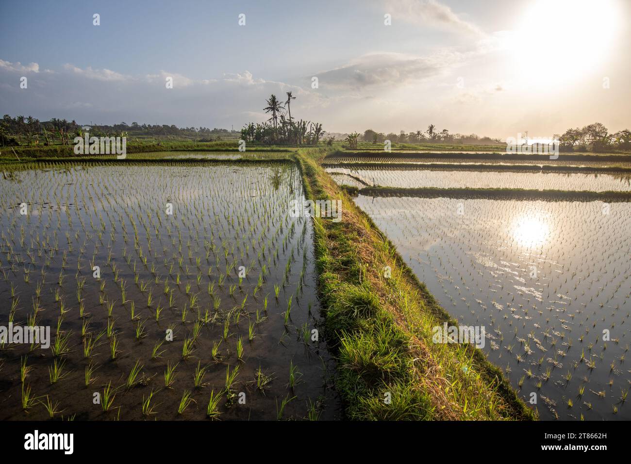 Balinese sunrise: Young rice terraces in the calm morning light of ...