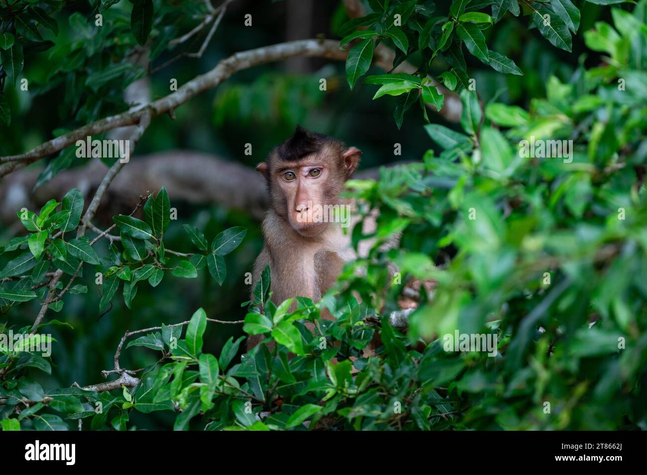 Macaque, Macaca, watches from behind leaves as troop scavenge for food ...
