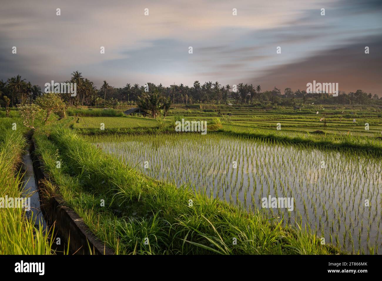 Balinese sunrise: Young rice terraces in the calm morning light of ...