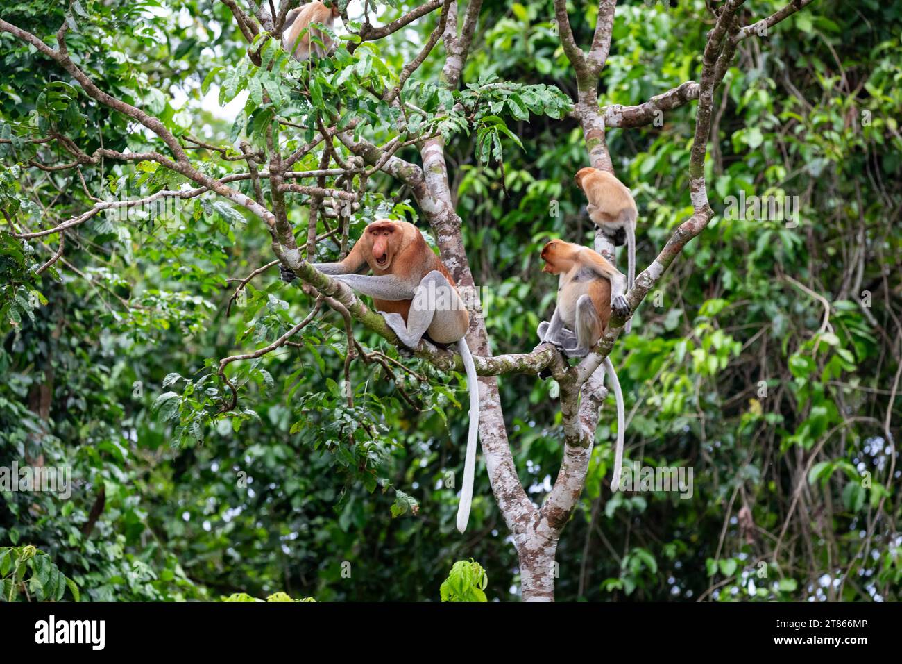 Male proboscis monkey, Nasalis larvatus, howls from a tree warning his ...