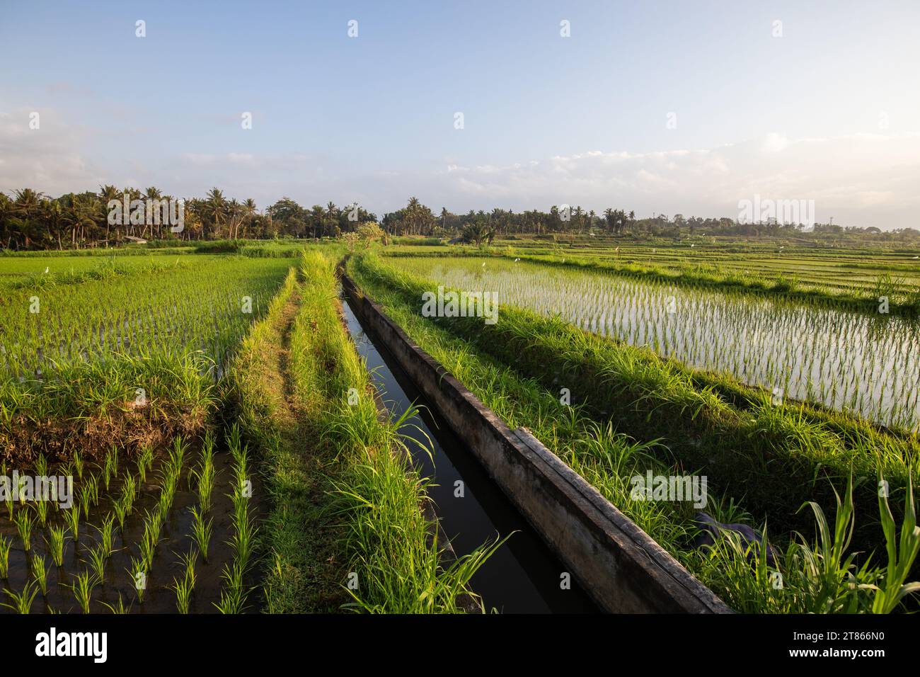 Balinese sunrise: Young rice terraces in the calm morning light of ...