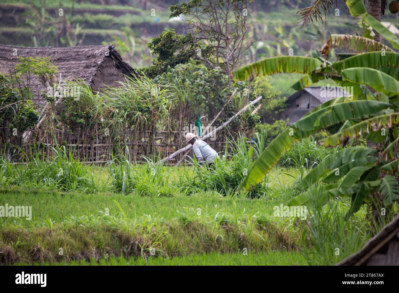 Balinese sunrise: Young rice terraces in the calm morning light of ...