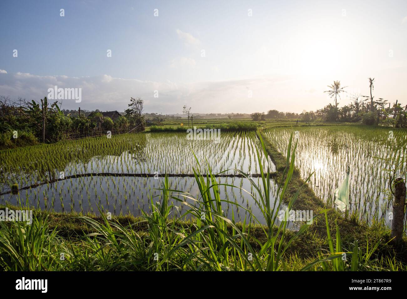 Balinese sunrise: Young rice terraces in the calm morning light of ...