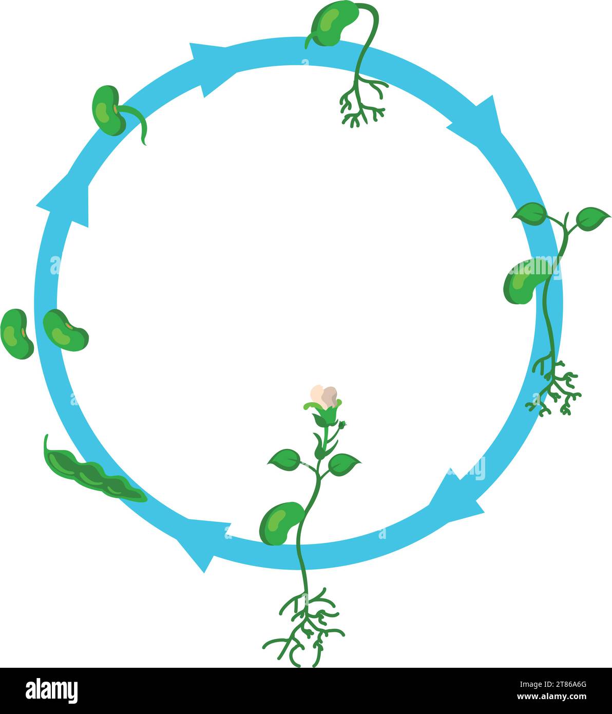 a vector diagram of growth of a plant Stock Vector Image & Art - Alamy