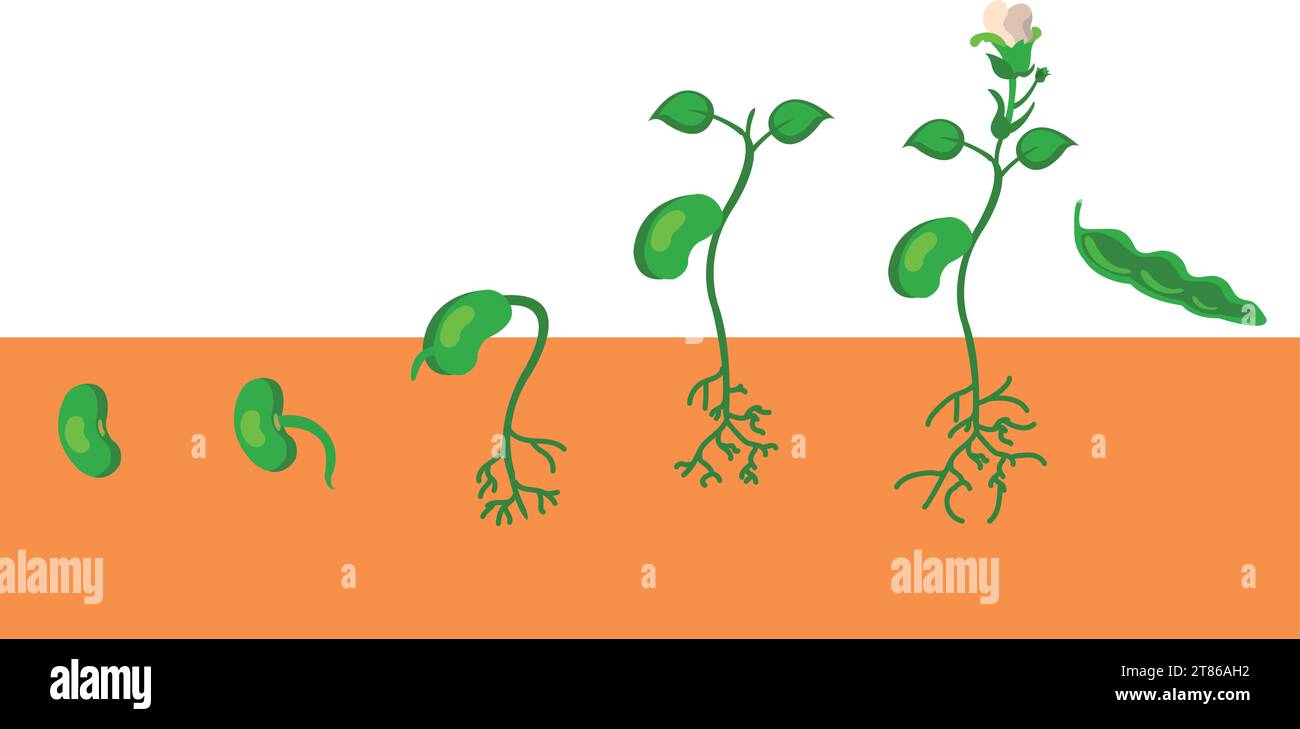 Plant diagram Stock Vector Images - Alamy