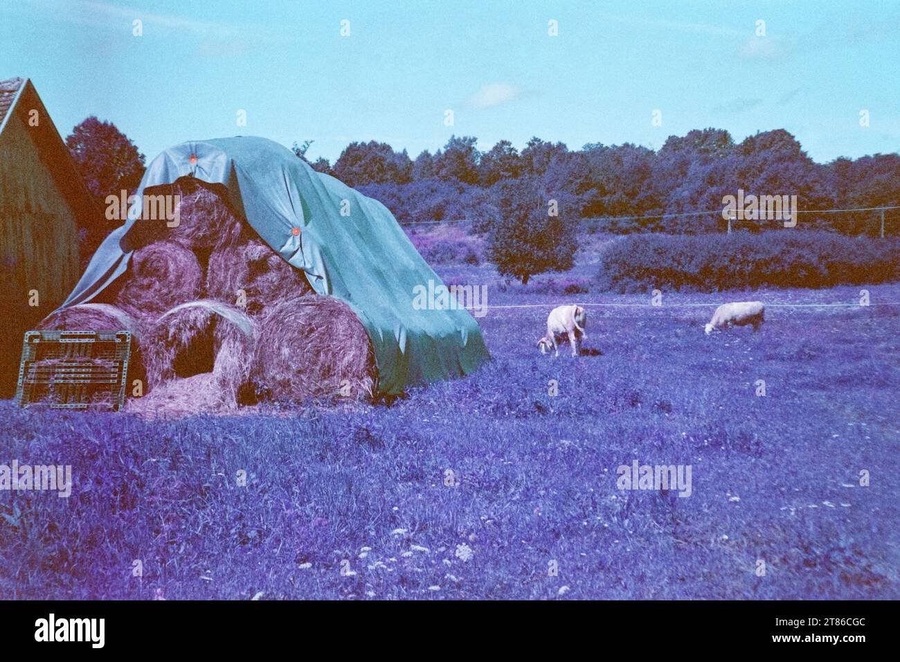 two dairy cows in rural farm field special effect film lomochrome ...