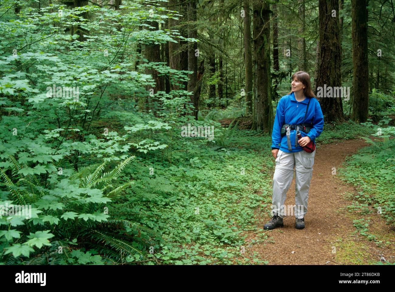 Shellburg Falls Trail, Santiam State Forest, Oregon Stock Photo - Alamy