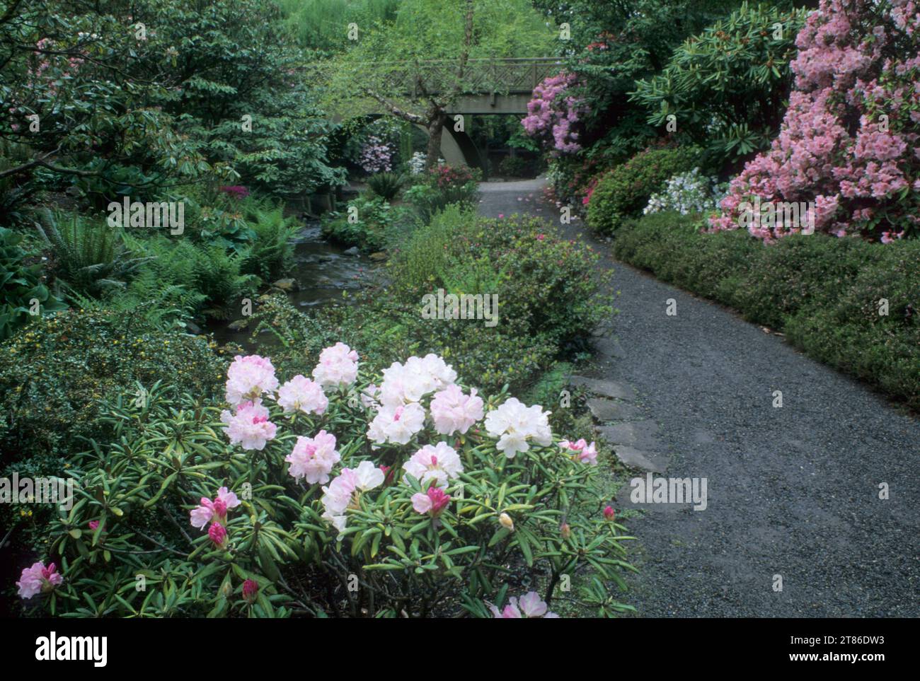 Garden walkway, Crystal Springs Rhododendron Garden, Portland, Oregon ...