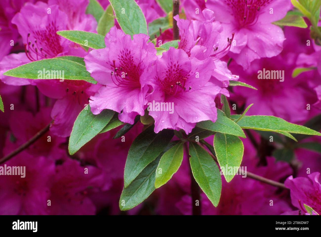 Azaleas in bloom, Crystal Springs Rhododendron Garden, Portland, Oregon ...