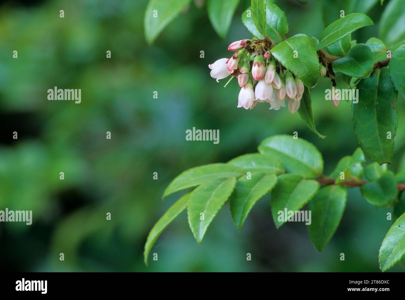 California huckleberry (Vaccinium ovatum) blooms, Umpqua Dunes Scenic ...