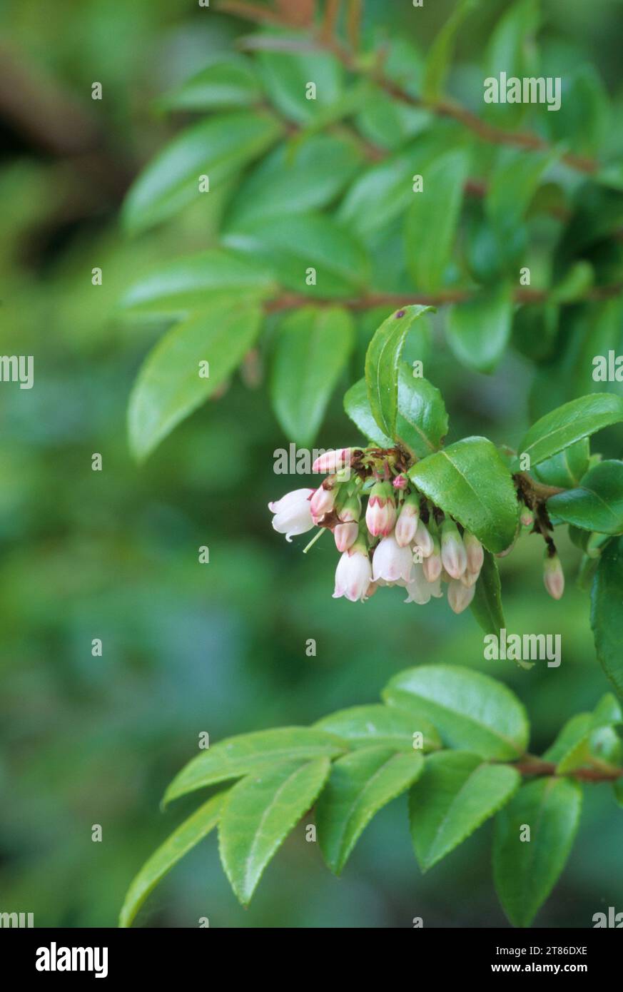 California huckleberry (Vaccinium ovatum) blooms, Umpqua Dunes Scenic ...