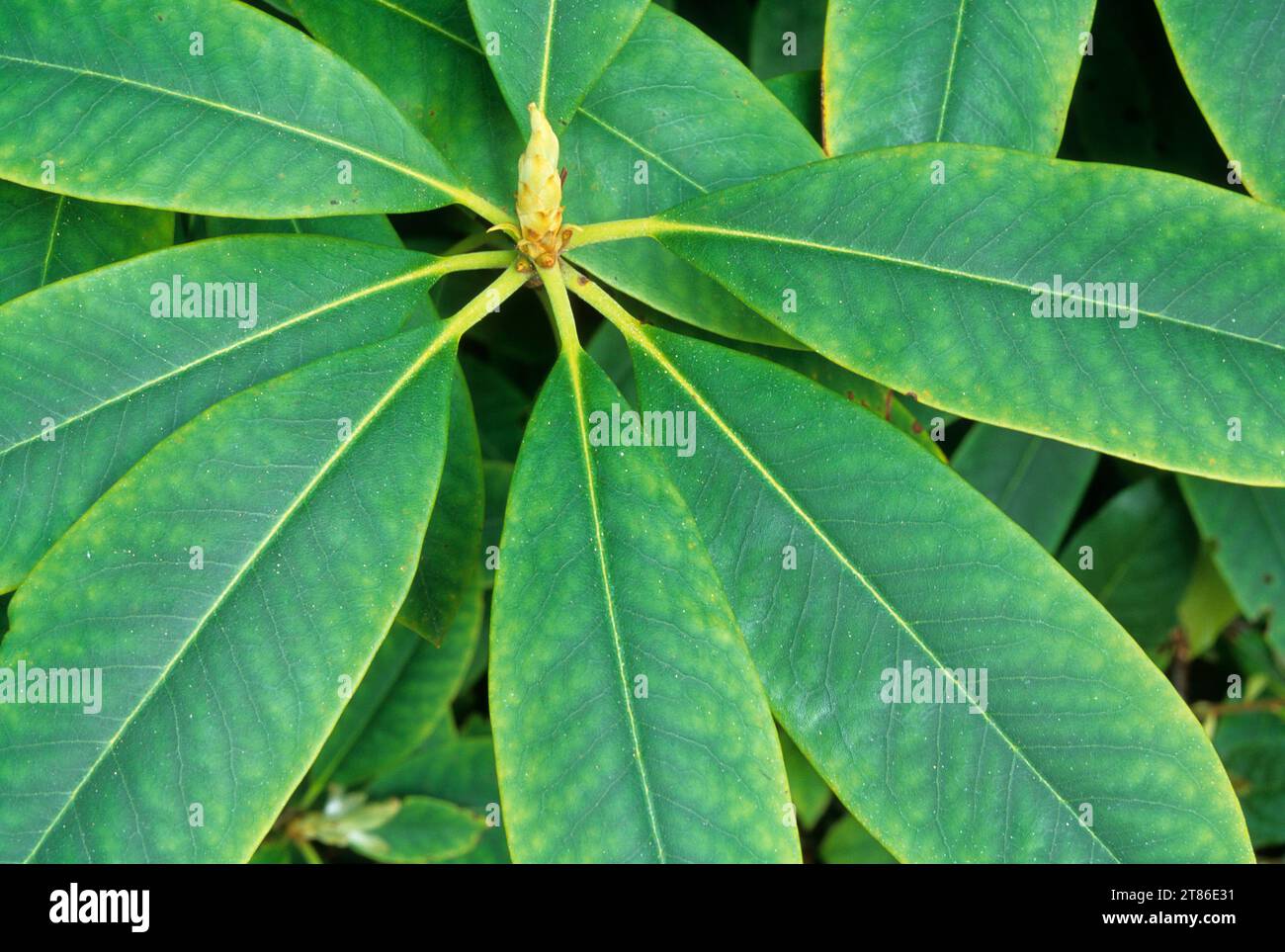 Pacific rhododendron (Rhododendron macrophyllum) leaves, Umpqua Dunes ...