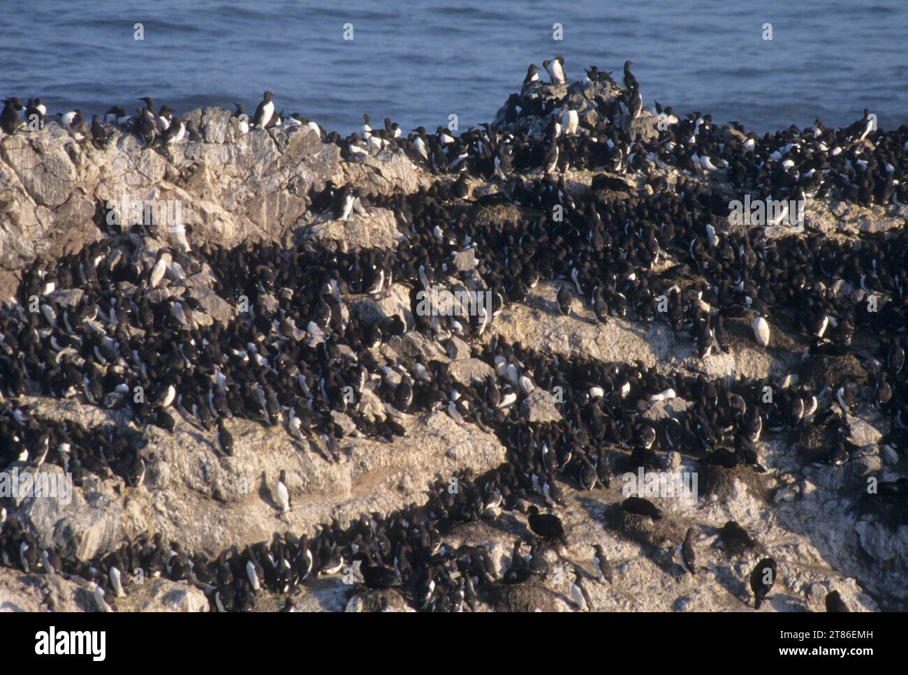 Murre colony, Yaquina Head Outstanding Natural Area, Salem District ...