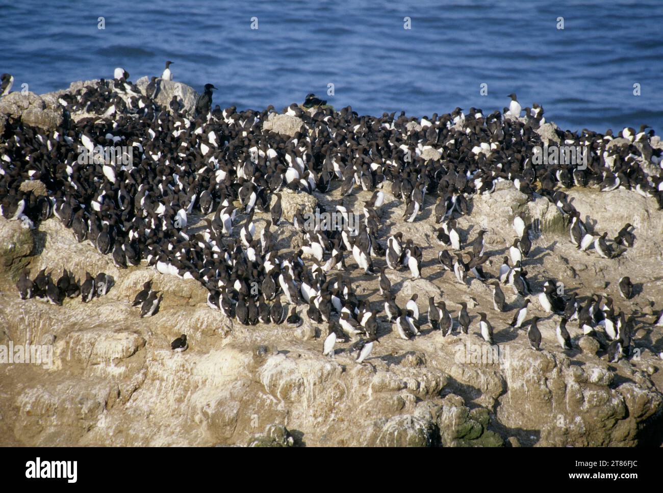 Murre colony, Yaquina Head Outstanding Natural Area, Salem District ...