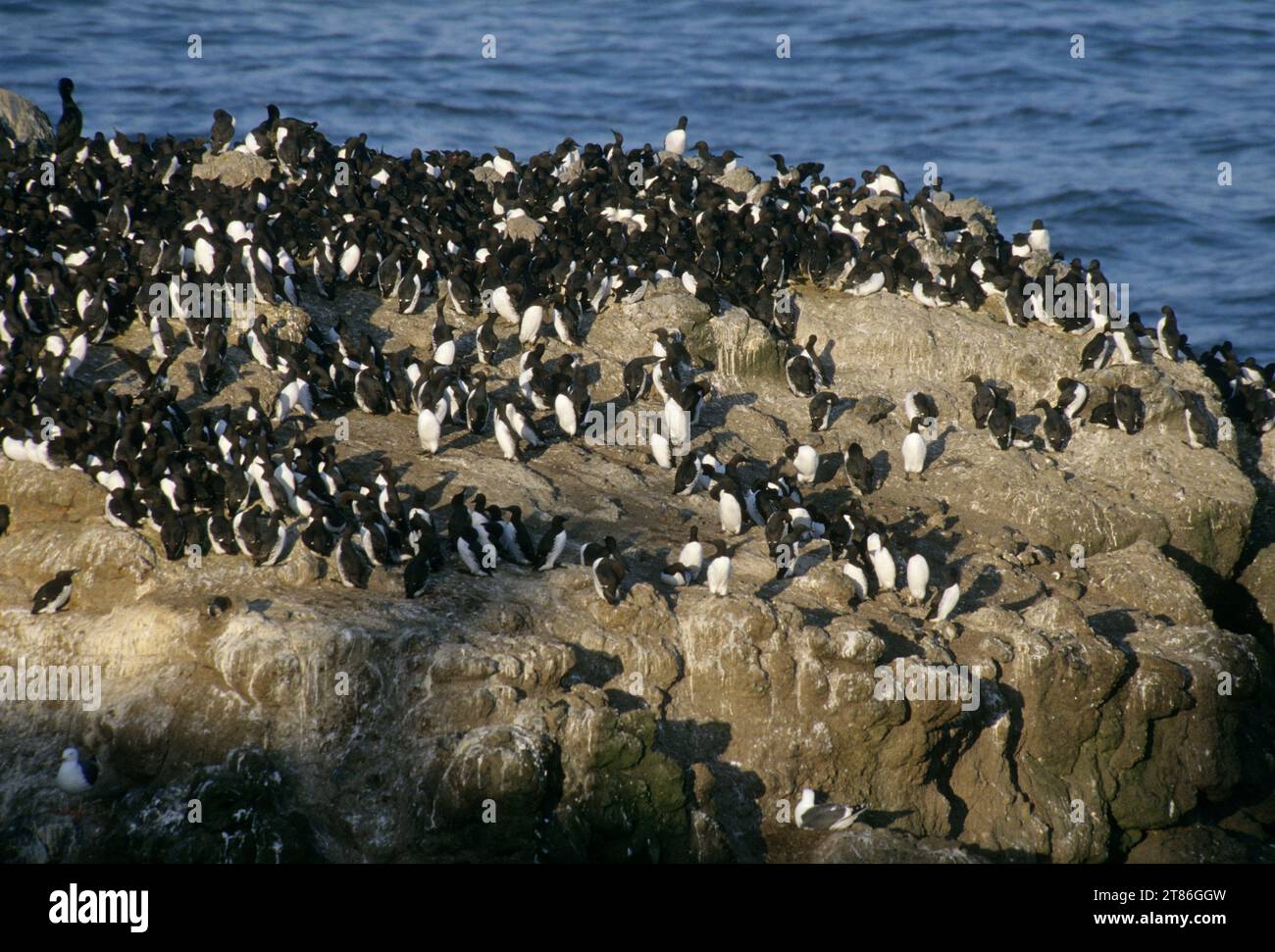 Murre colony, Yaquina Head Outstanding Natural Area, Newport, Oregon ...