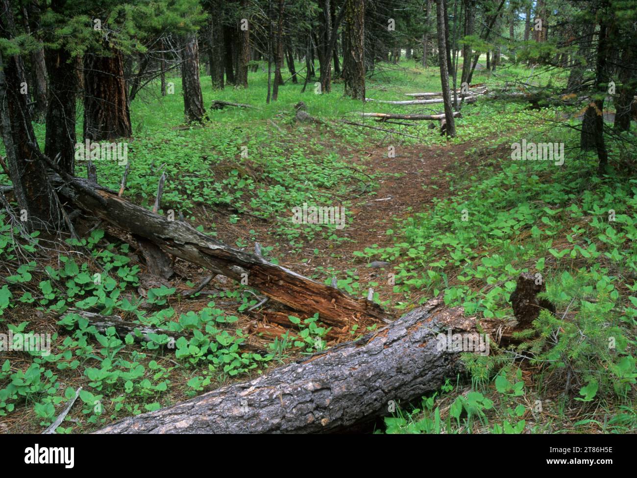 Oregon Trail ruts, Oregon Trail Interpretive Park at Blue Mountain ...
