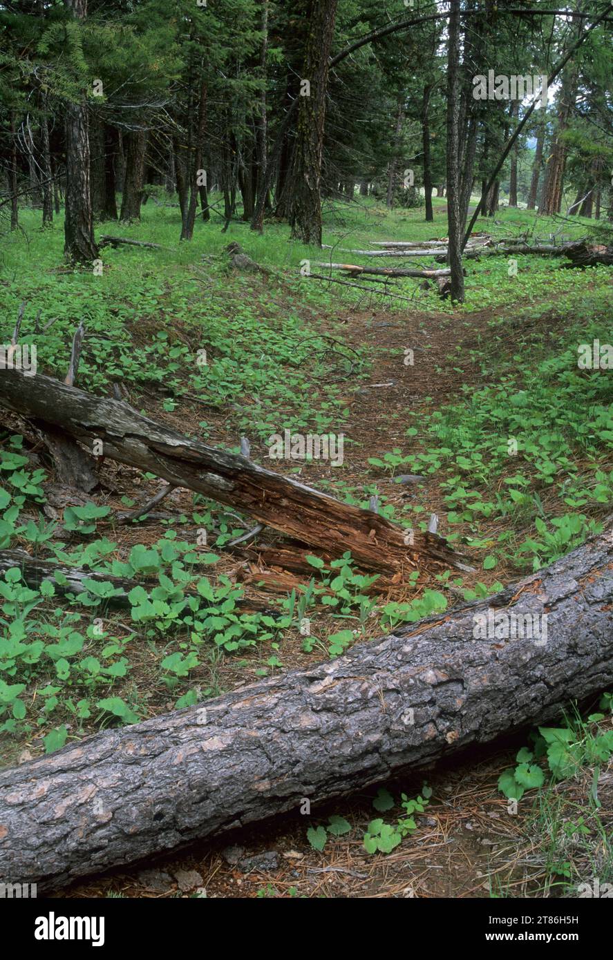Oregon Trail ruts, Oregon Trail Interpretive Park at Blue Mountain ...