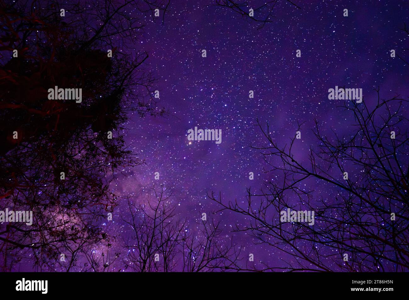 Pictures serie of the starry night over the Amazon Forest in Mato ...