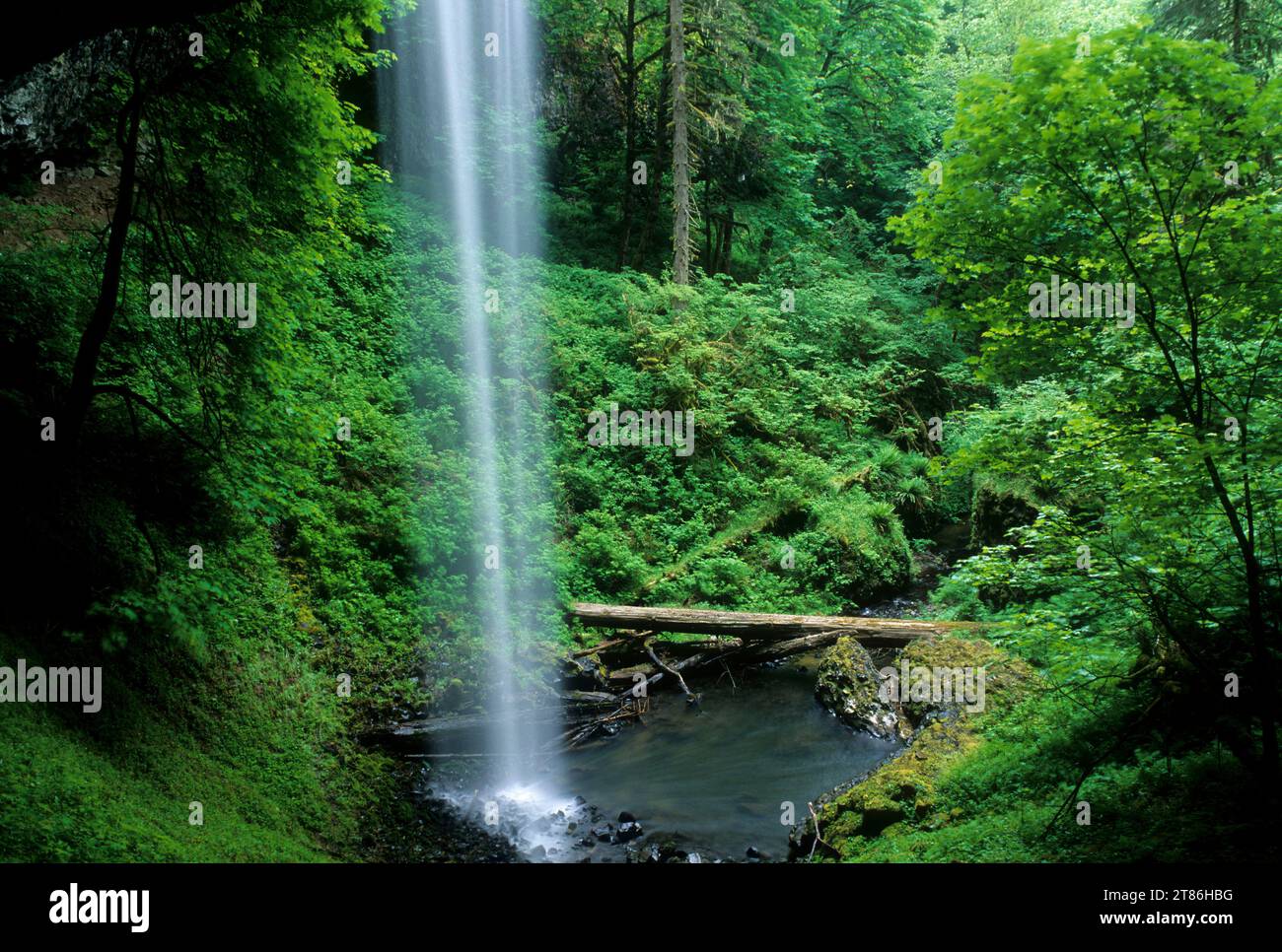 Shellburg Falls, Santiam State Forest, Oregon Stock Photo - Alamy