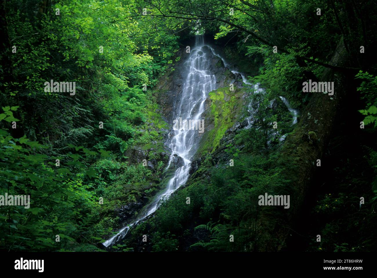Wilson Falls along Wilson River Trail, Tillamook State Forest, Oregon ...