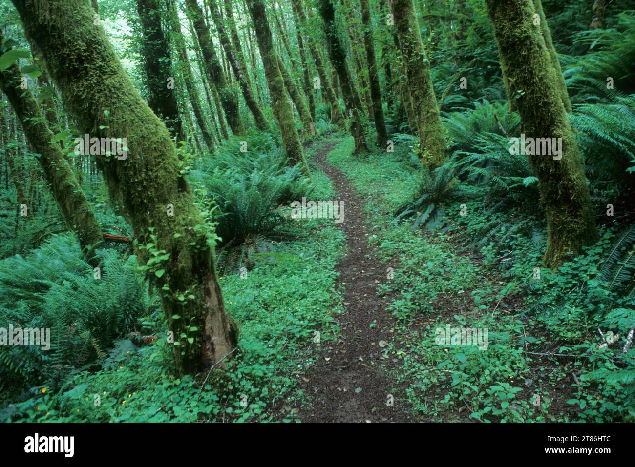 Tillamook state forest wilson river hi-res stock photography and images ...
