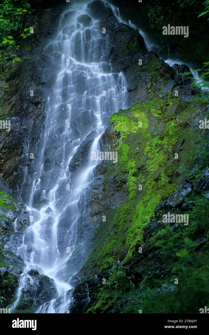 Tillamook state forest wilson river hi-res stock photography and images ...