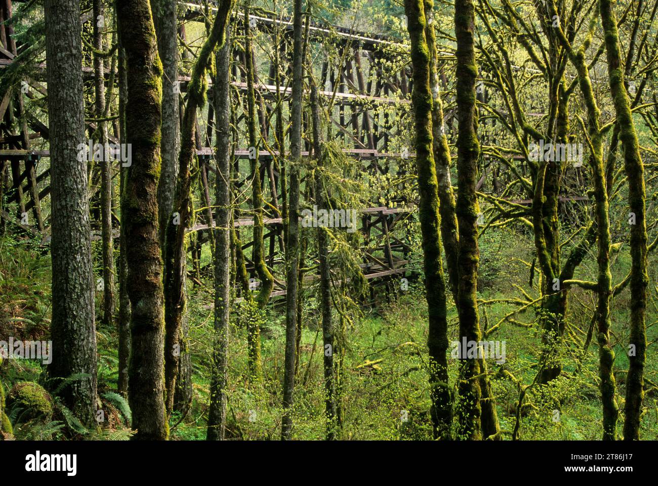 Trestle through bigleaf maples, Banks-Vernonia Linear Trail State Park ...