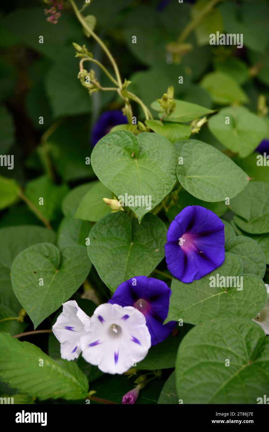 Morning glory (Ipomoea nil) vines and flowers growing in a yard in ...