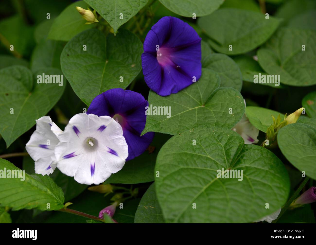 Morning glory (Ipomoea nil) vines and flowers growing in a yard in ...