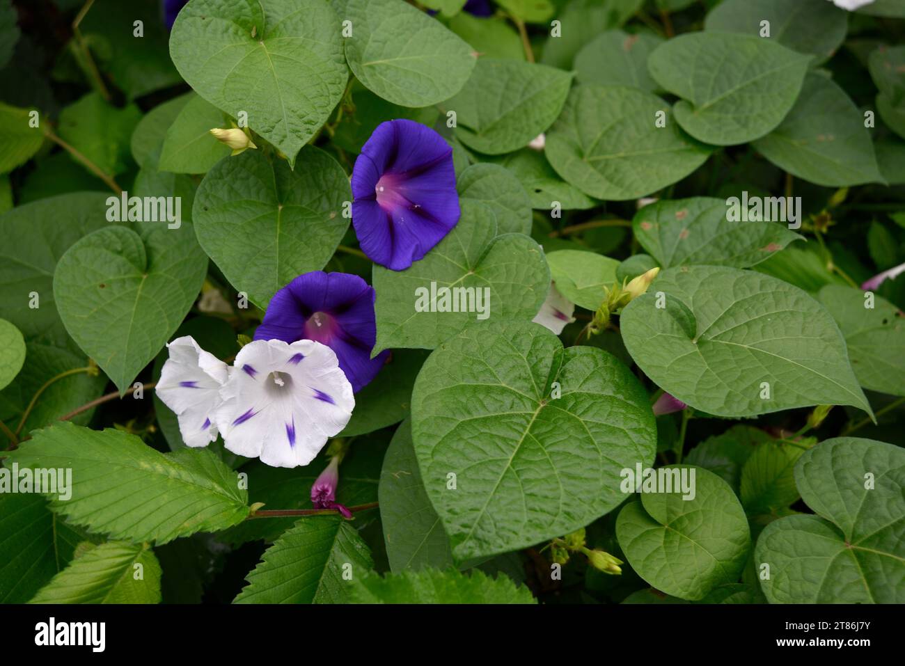 Morning glory (Ipomoea nil) vines and flowers growing in a yard in ...