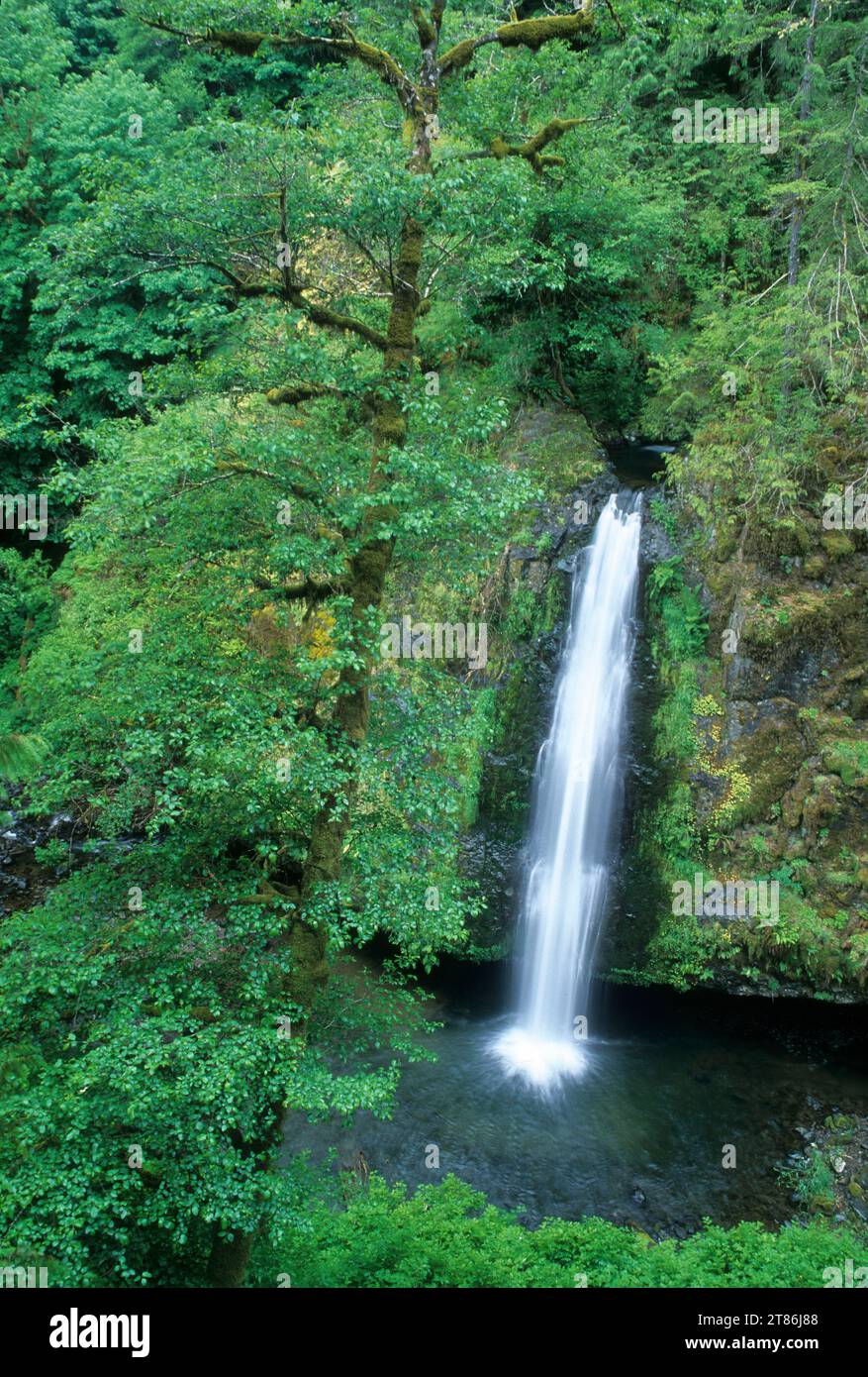 Drift Creek Falls, Siuslaw National Forest, Oregon Stock Photo - Alamy